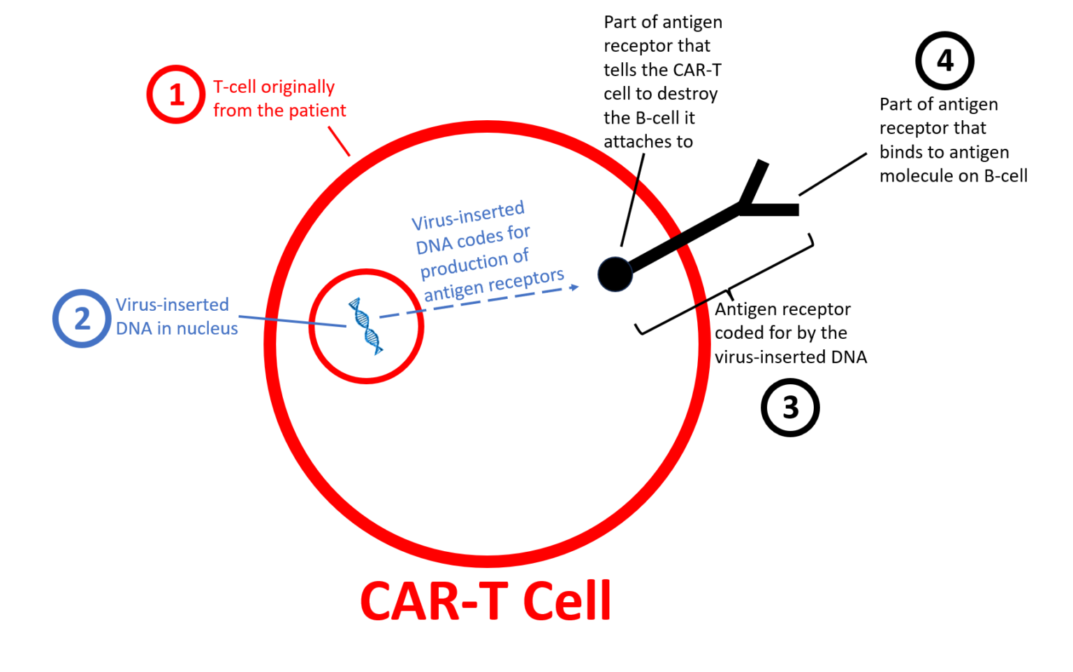 CAR-T Cell Therapy For Lupus Made Simple