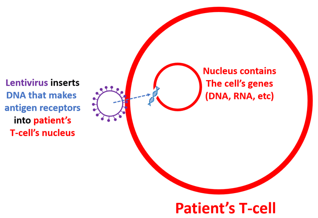 CAR-T Cell Therapy For Lupus Made Simple